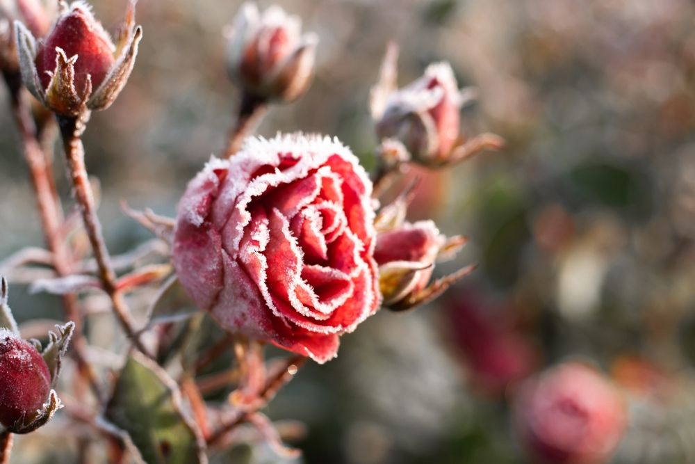 The Best Cold-Tolerant Plants That Don’t Get Enough…