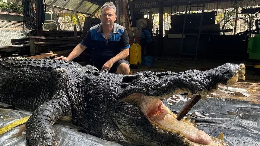 Cassius the giant crocodile died from sepsis after…