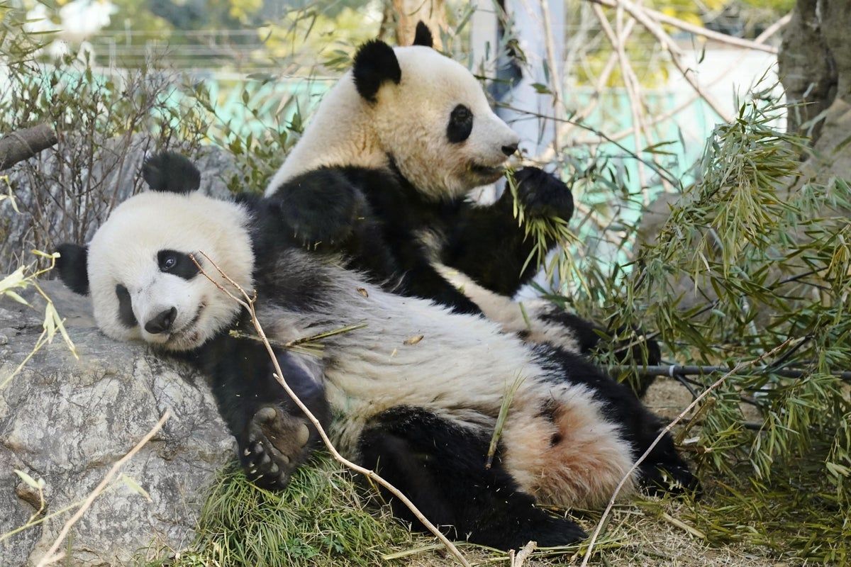 Twin pandas will leave Tokyo zoo and leave Japan…