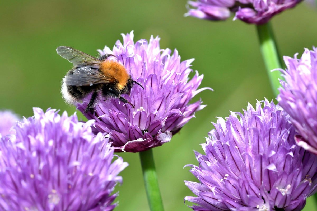 Make your gardening New Year’s resolution a…