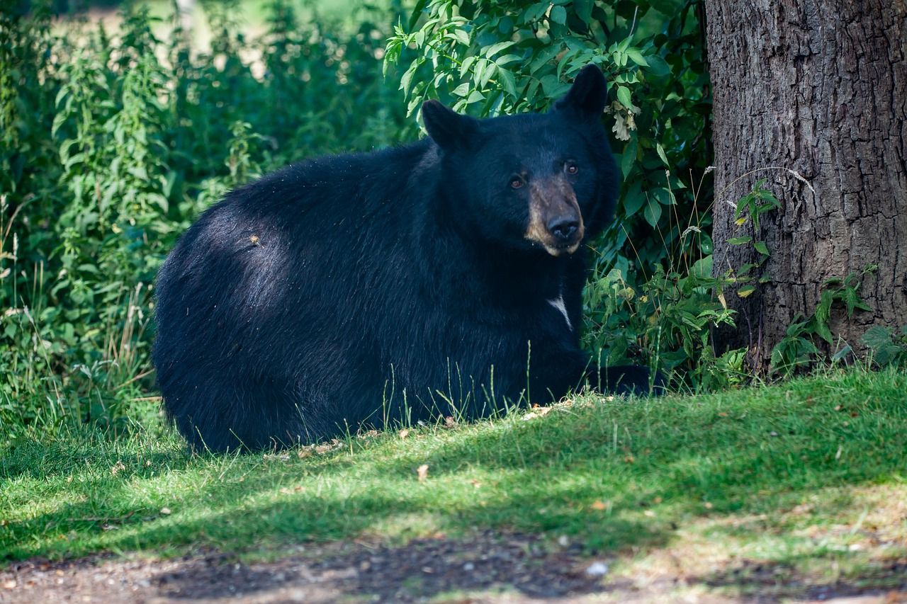 'Unusually Large' Black Bear Spotted Crossing Highway…