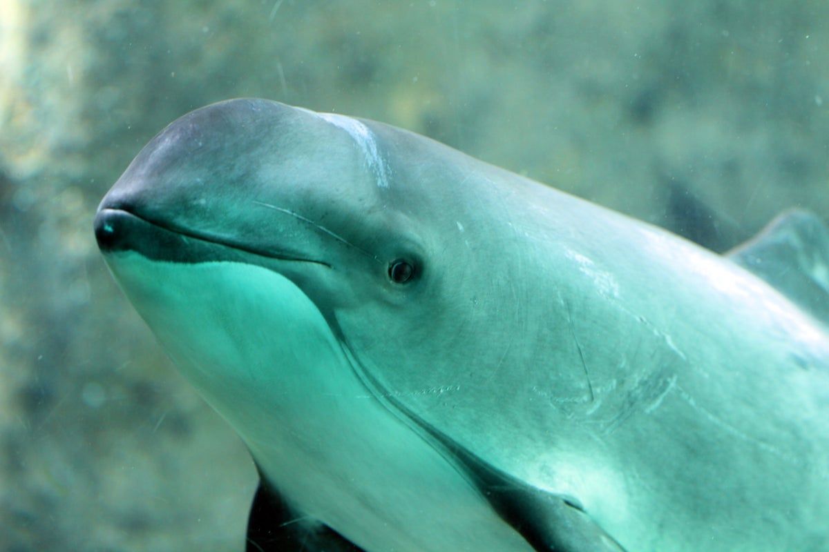 Stranded dolphin-like mammals found suffering record…
