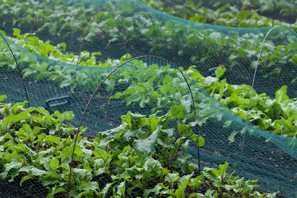 9 Ways to Use Garden Wire Netting to Protect Plants…