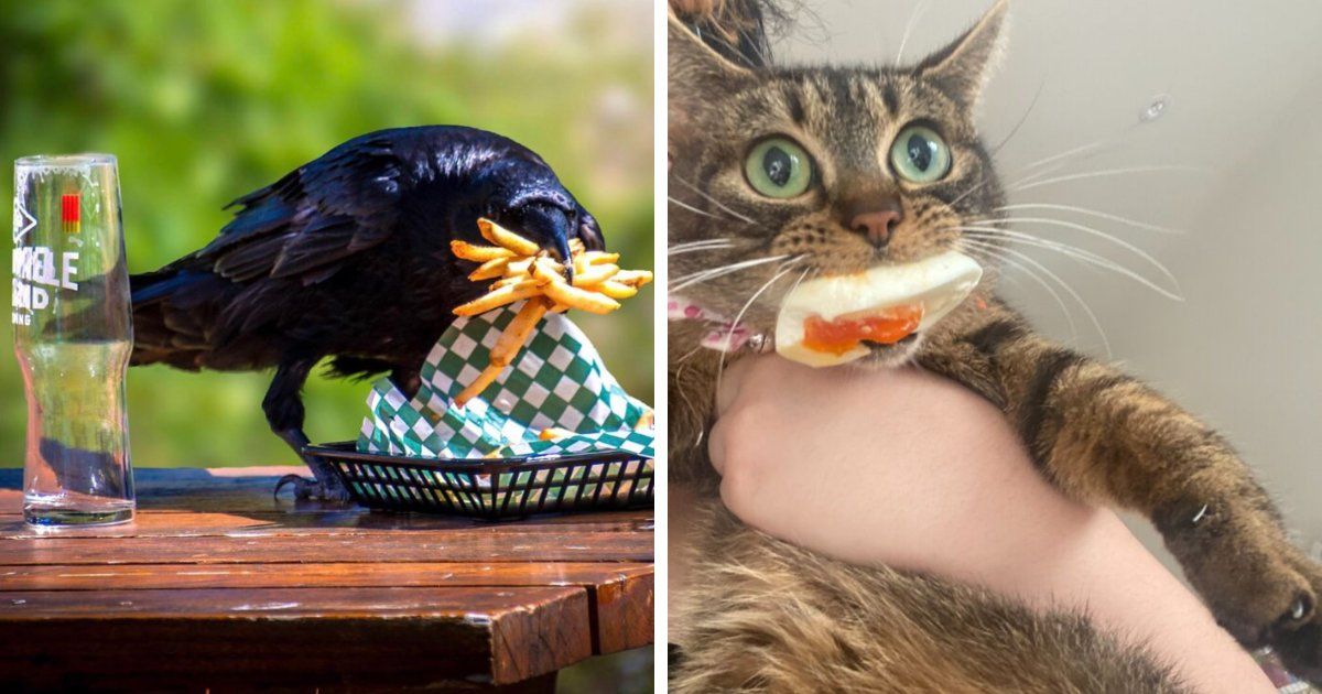 Pet Food Heists That Got Captured In 89 Hilarious Pics…