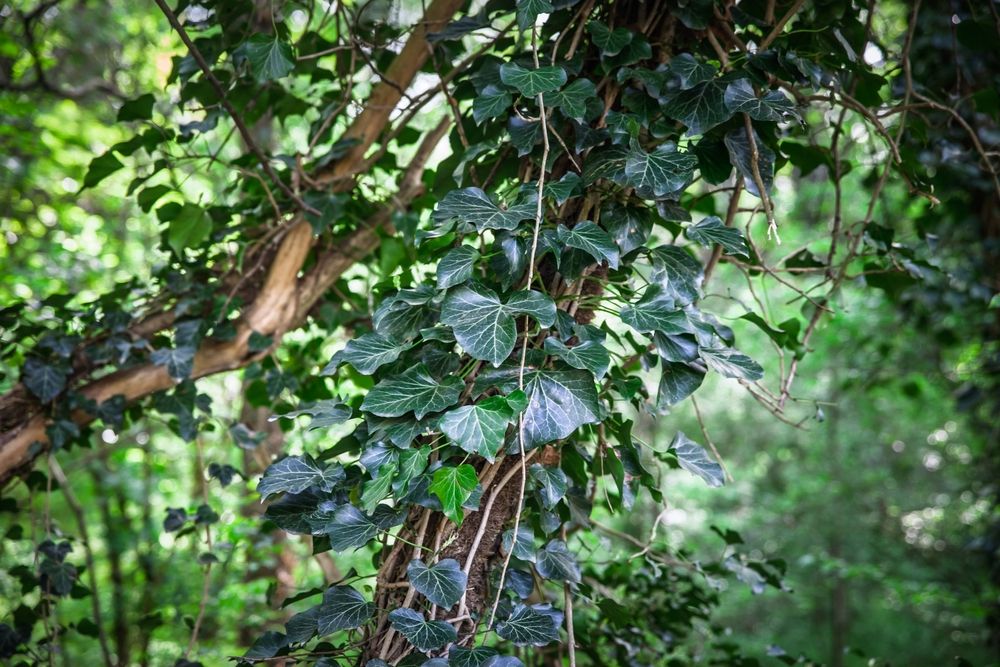 How One Invasive Vine Can Choke Out Your Entire Garden…