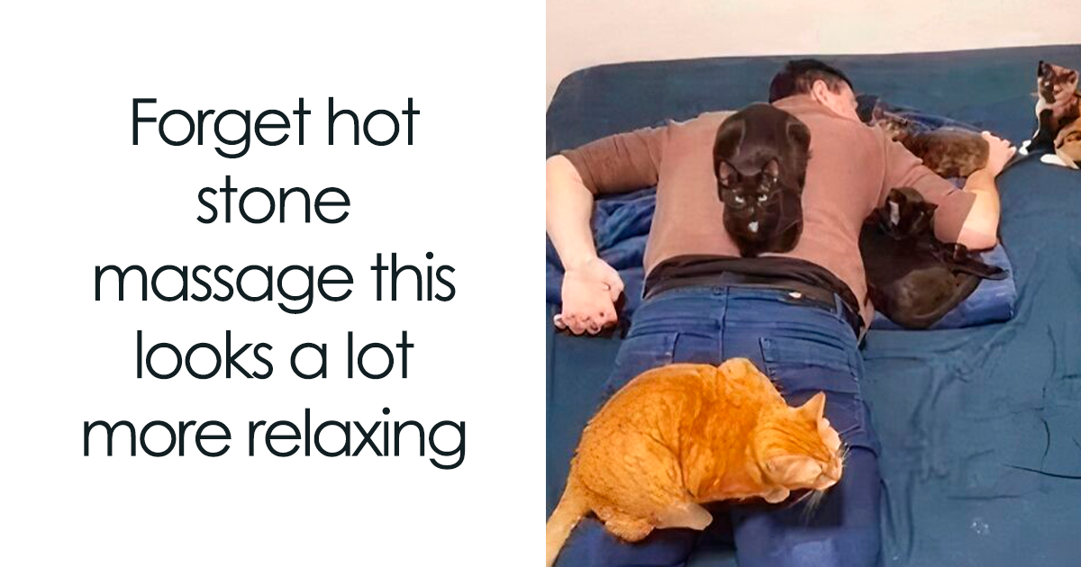 50 Cat Memes That Might Make Your Holidays Way More…