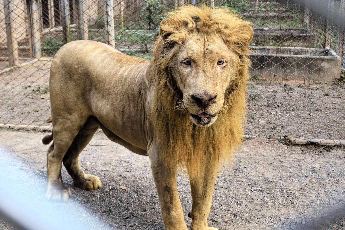 Malnourished lions and bears rescued from casino after…