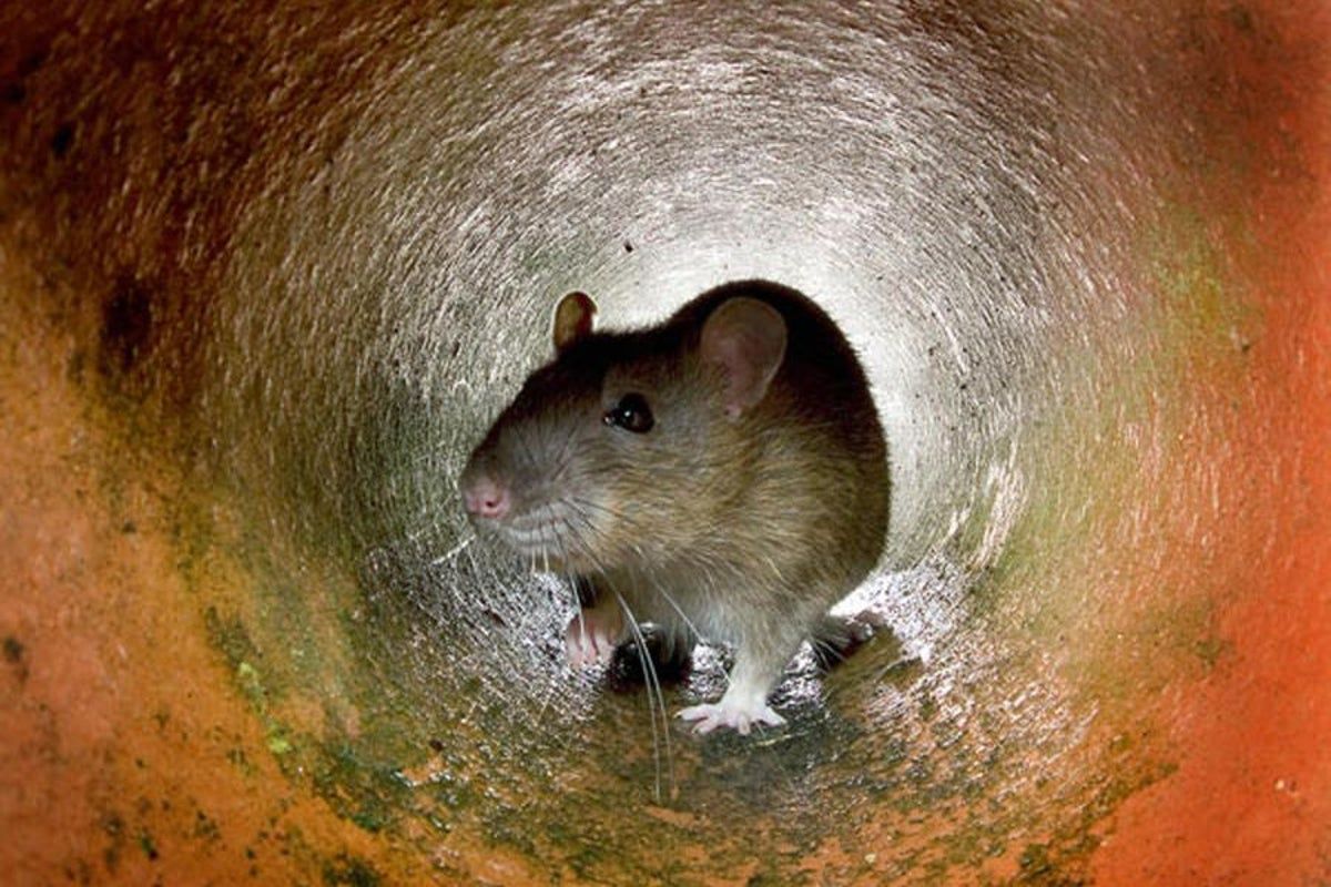 Labour warns of ‘horrifying’ rise in rat sightings