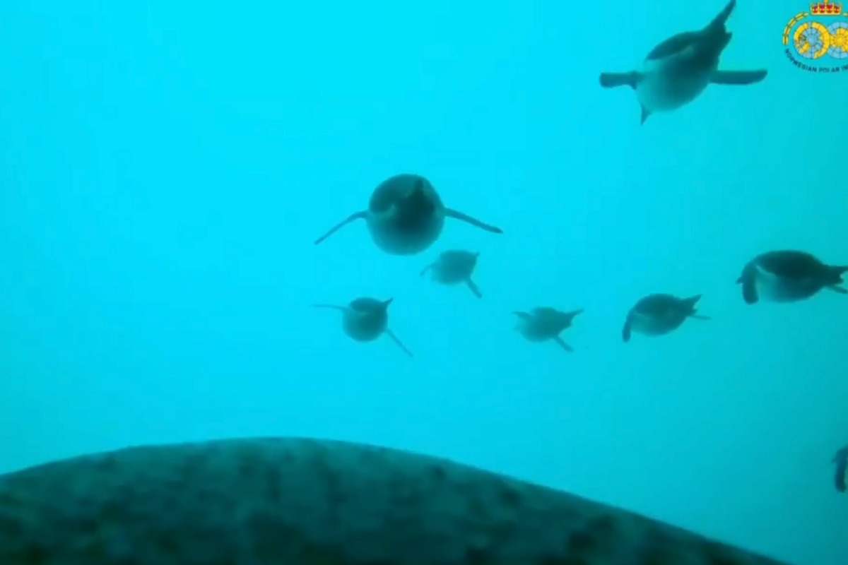 Rare footage captures penguins swimming at hidden…