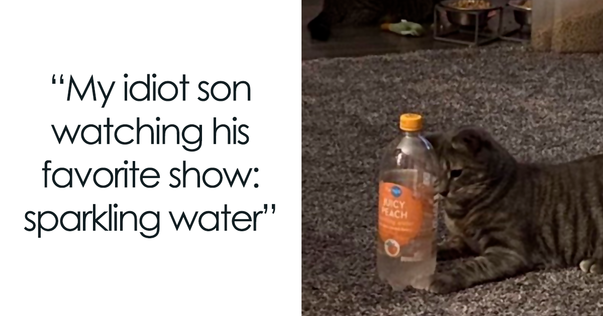 91 Times Animals Delighted Us With Their Antics In…