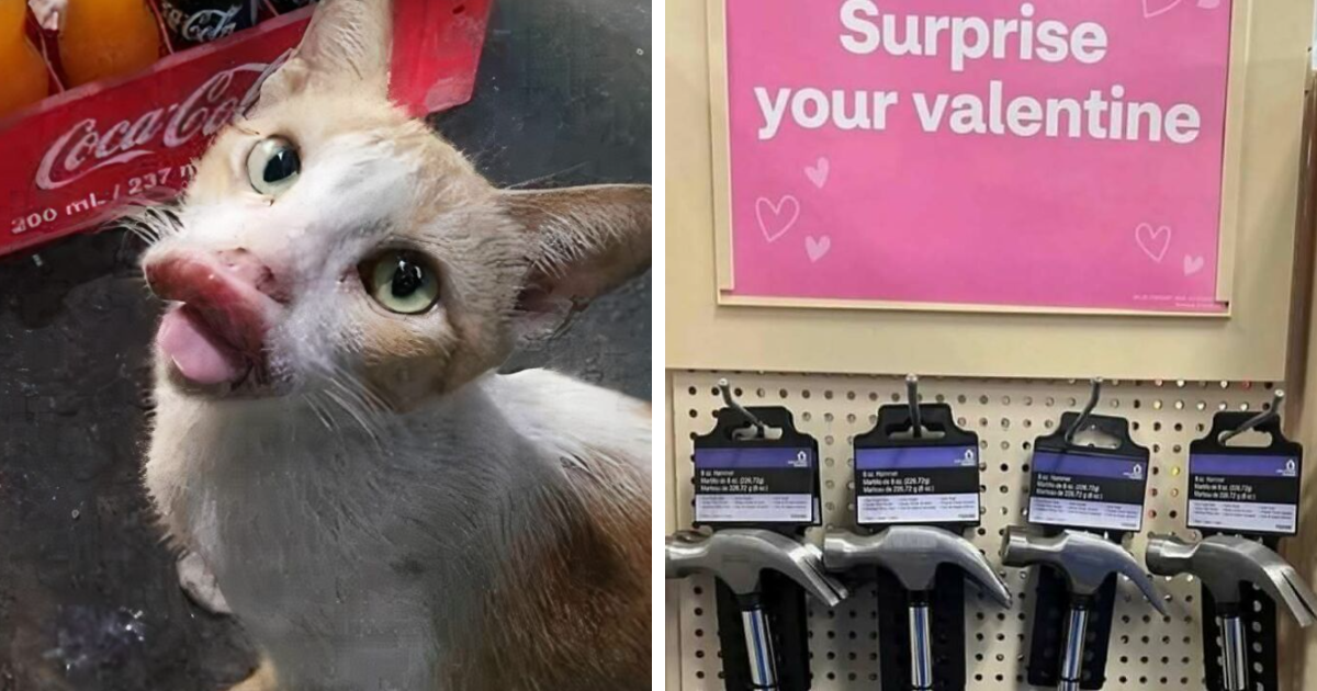 58 Random Pics That Make You Laugh Before You Know Why