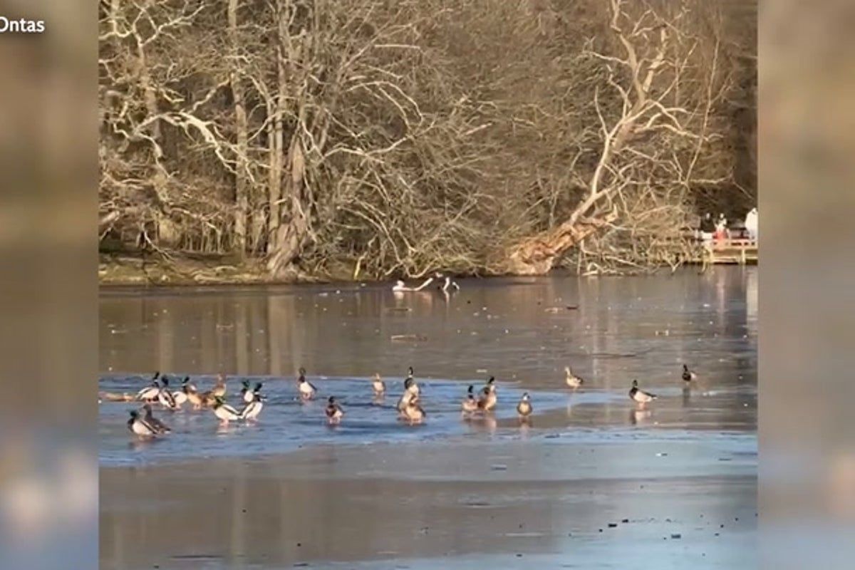 Hero passerby plunges into frozen lake to save dog…