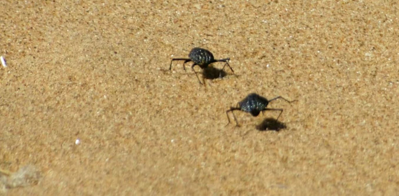 A Namib desert beetle runs to stay cool: how…