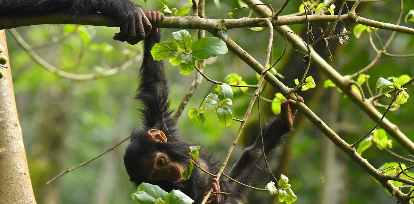 Risks young chimps take as they swing through the…