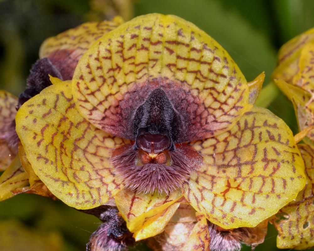 Fly-arousing orchid and zombie fungus among 2025…