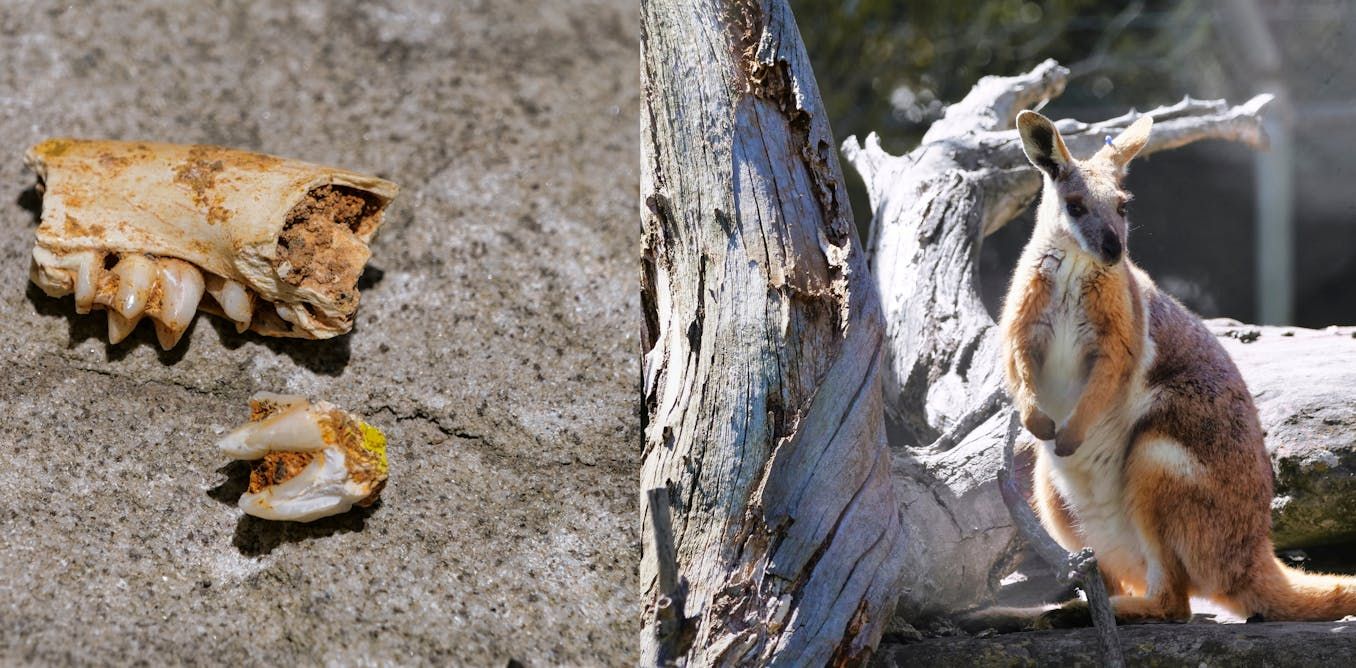 Modern rock wallabies seem to survive by sticking…