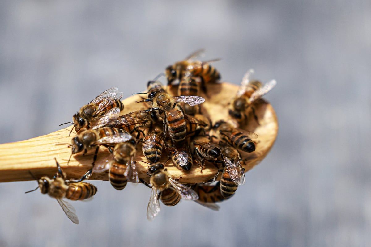 Bees may hold the secret to communication with aliens,…