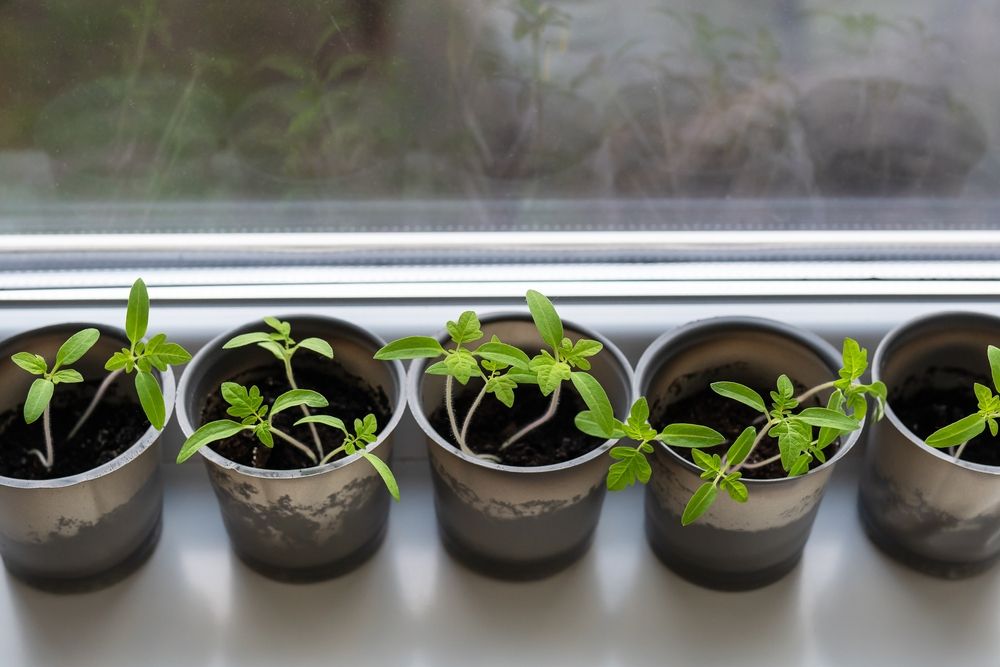 8 Easy Seed-Starting Setups Using Stuff You Already Own