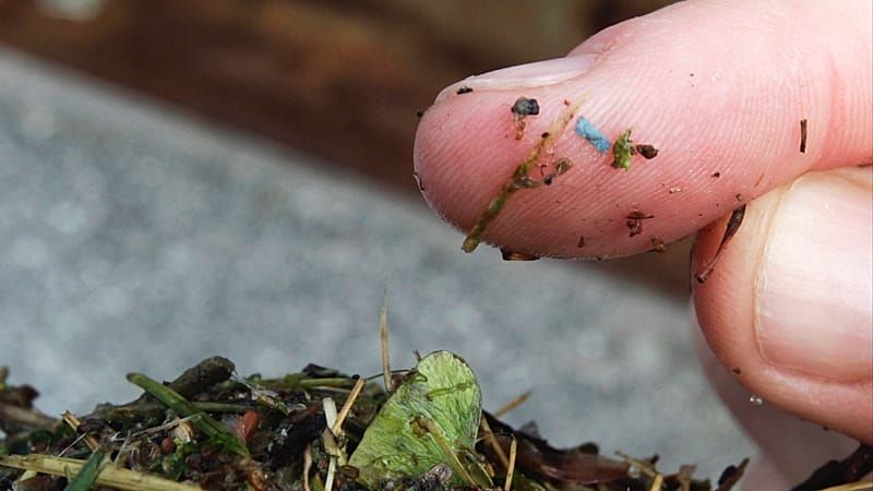 More microplastics found in rural woodland than city…