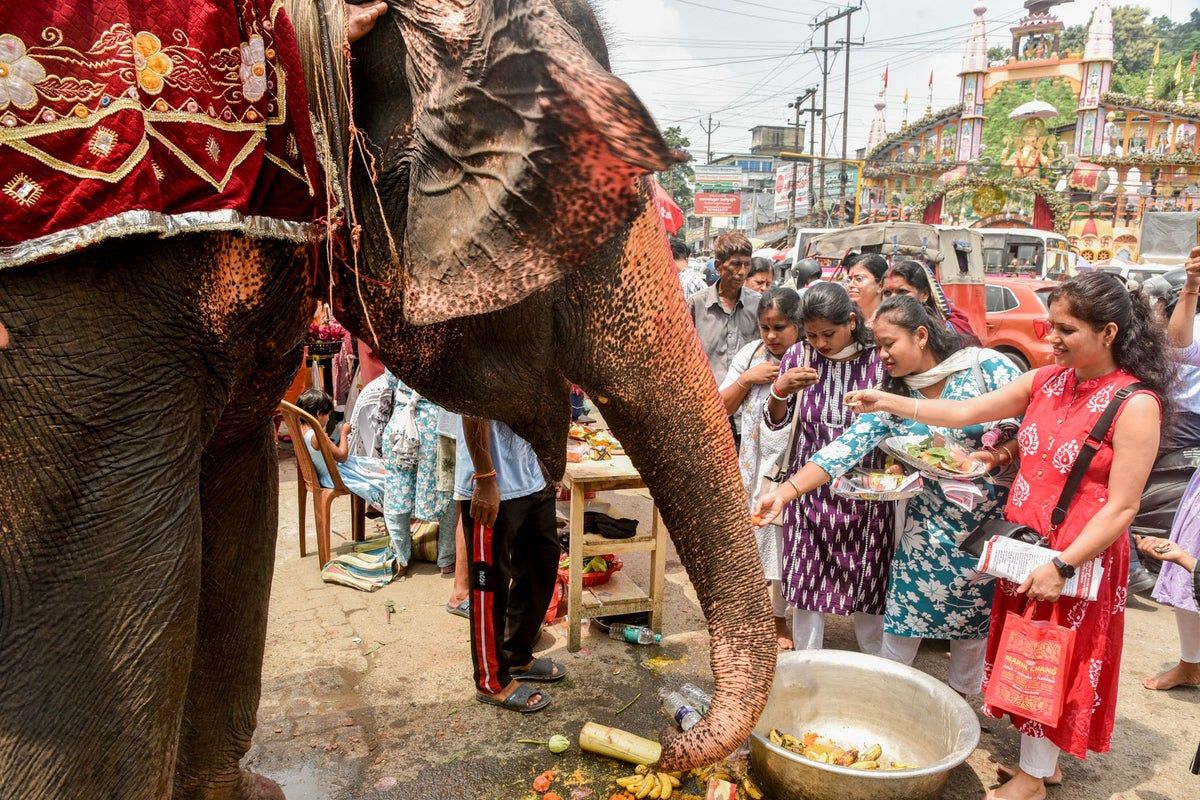Elephant kills 20 people in days-long rampage before…