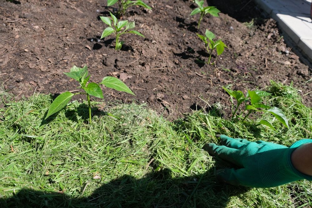 7 Winter Mulches That Actually Warm Soil Instead of…