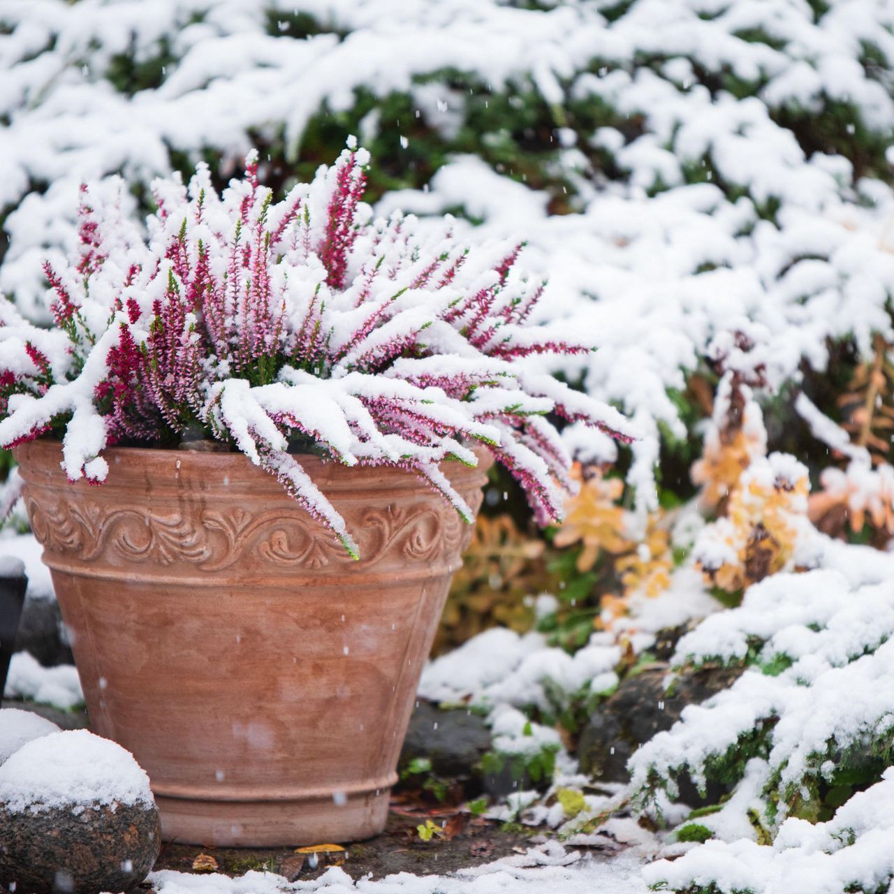 Experts say you must do these important garden jobs…