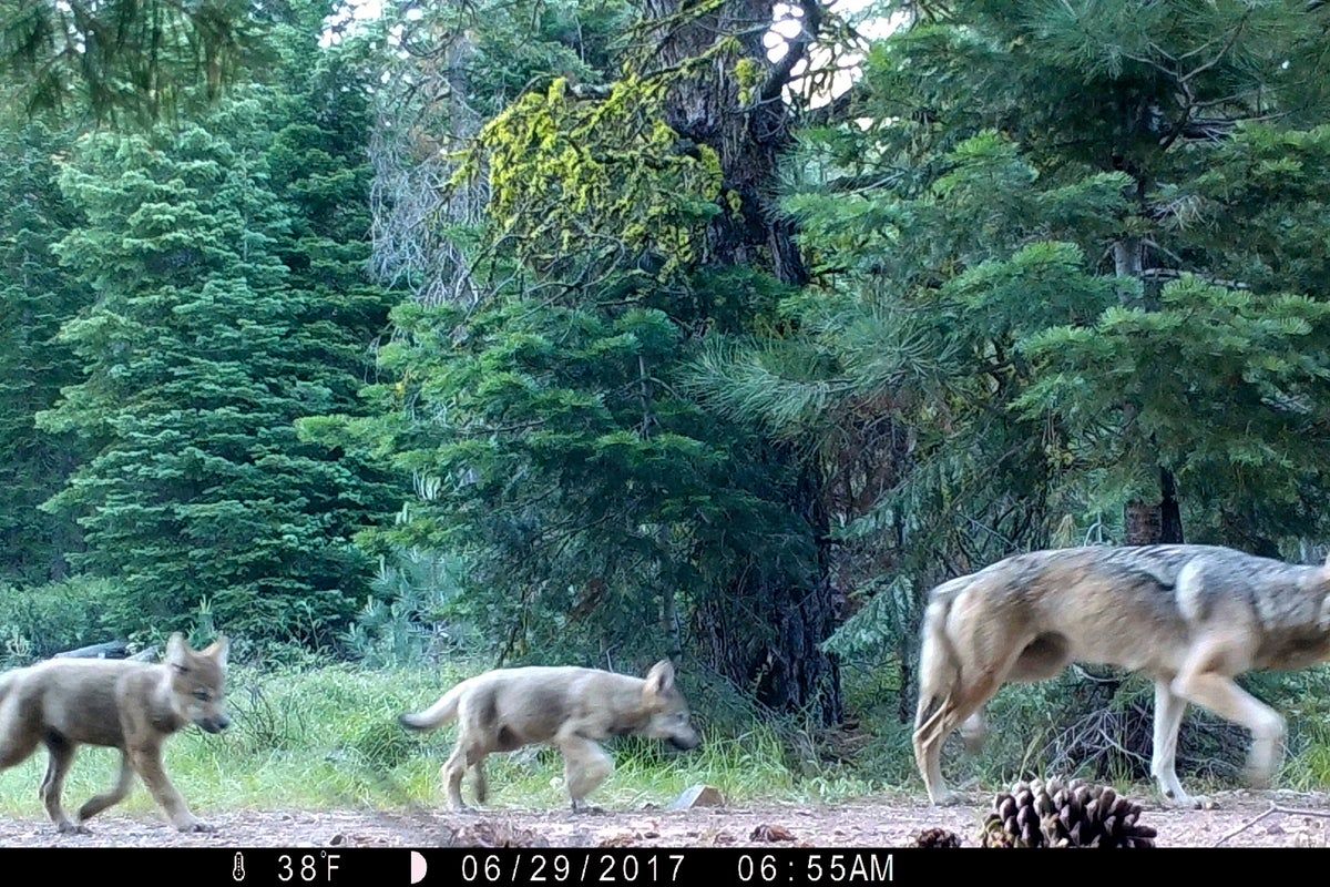 Wildlife crews stop actively searching for young…