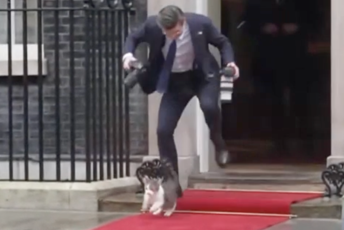 Larry the cat causes stumble for Polish president’s…