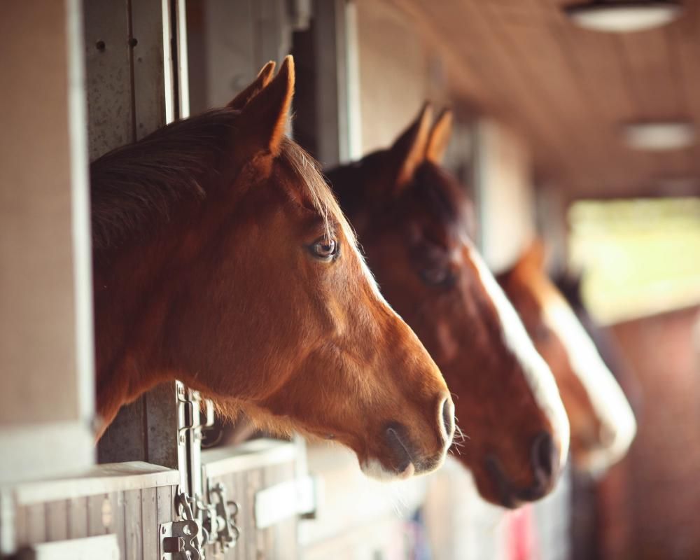 Horses can smell fear in humans, researchers say