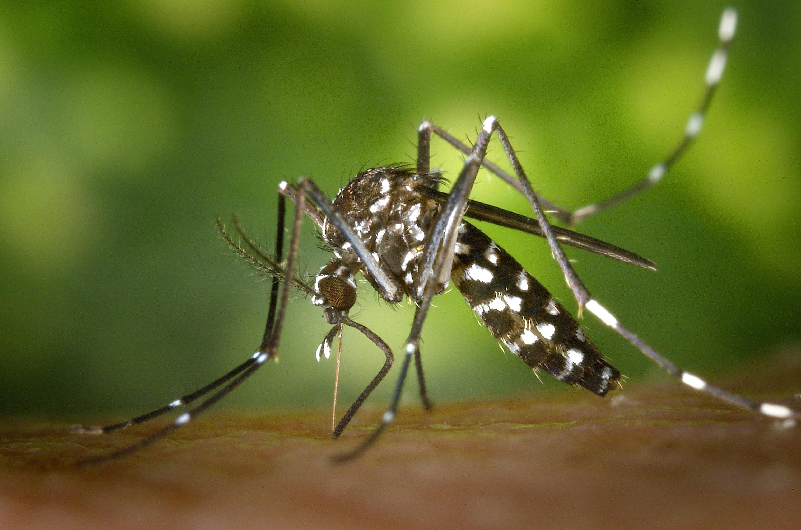 Dengue Fever Warning Signs: Early Symptoms That Signal…