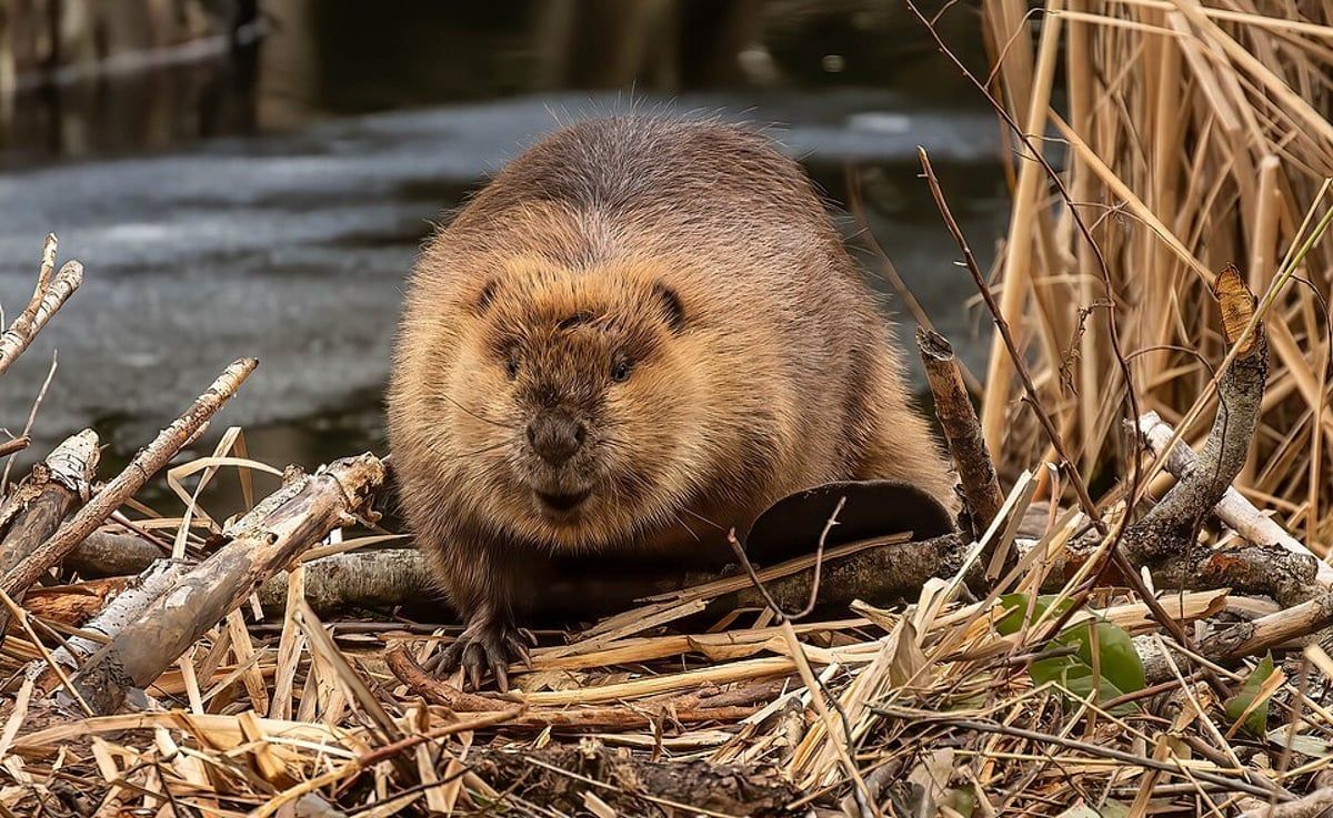 Why beavers could soon be introduced to this south…