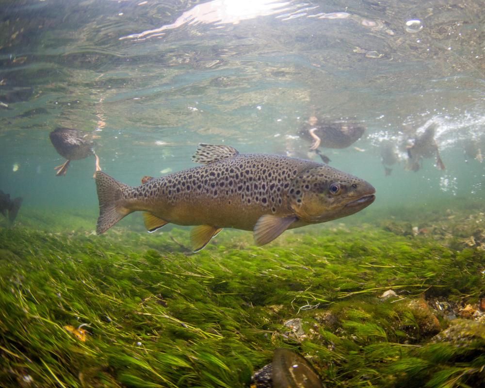 Pesticides may drastically shorten fish lifespans,…