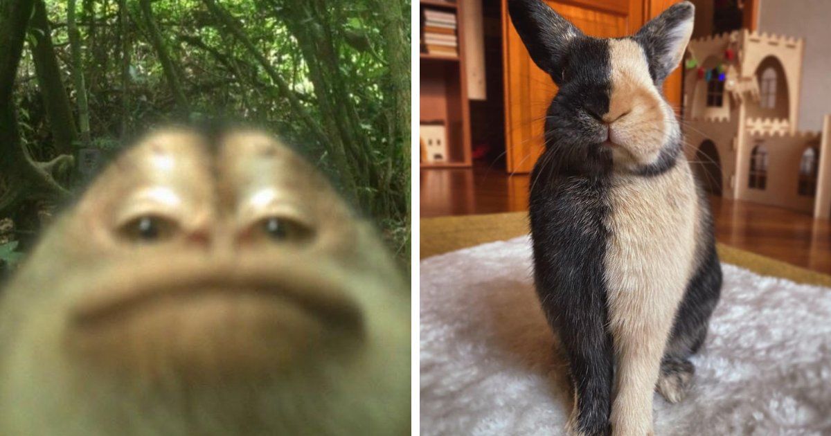 83 Photos Of Cute Animals To Instantly Melt Your Day’s…