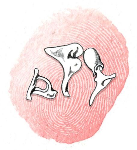 What is the smallest bone in the human body? The kids’…