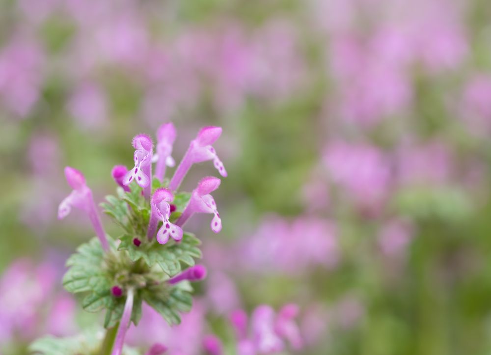 This Common Winter Weed Is Spreading Fast in…