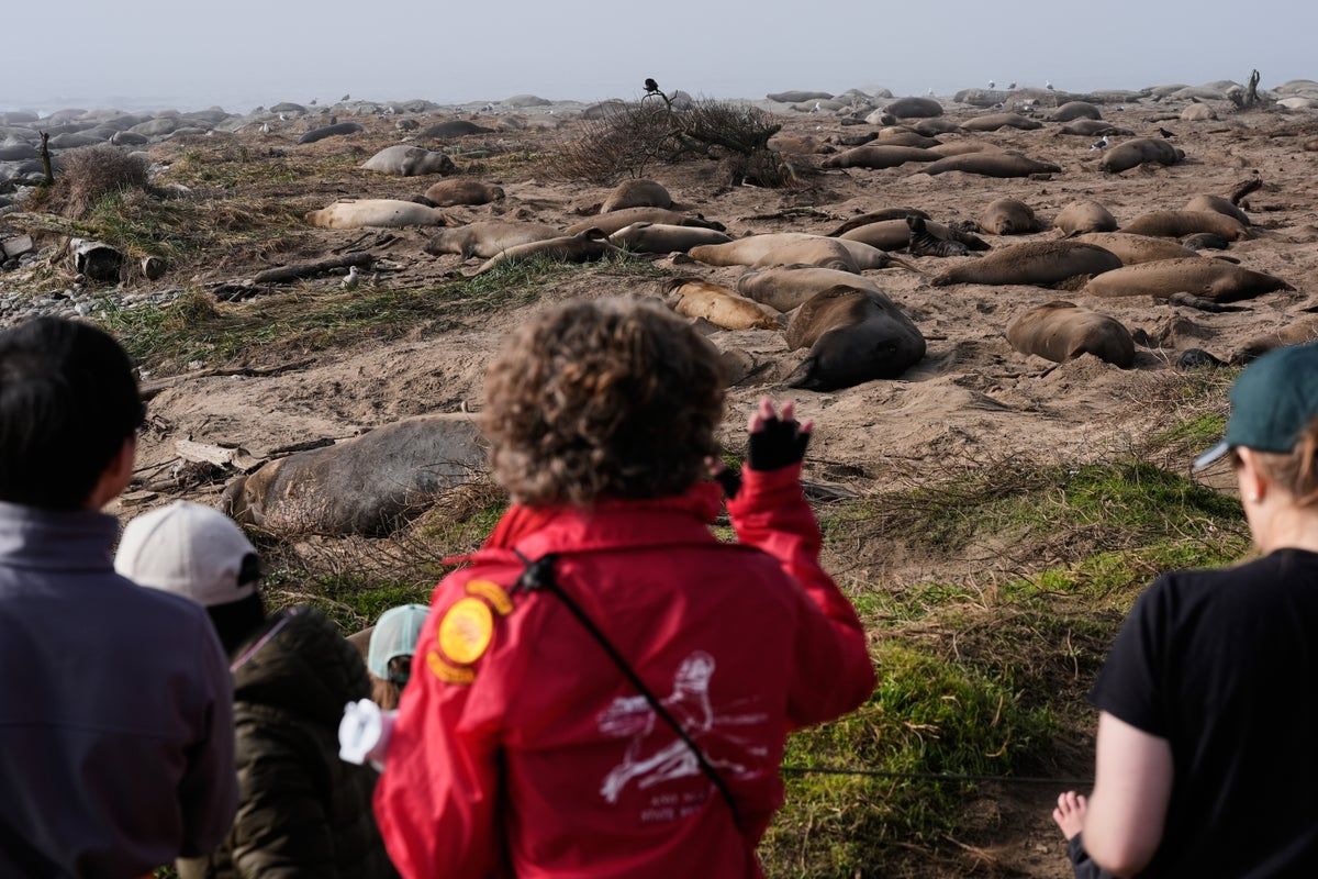 Elephant seals return to Año Nuevo State Park.…