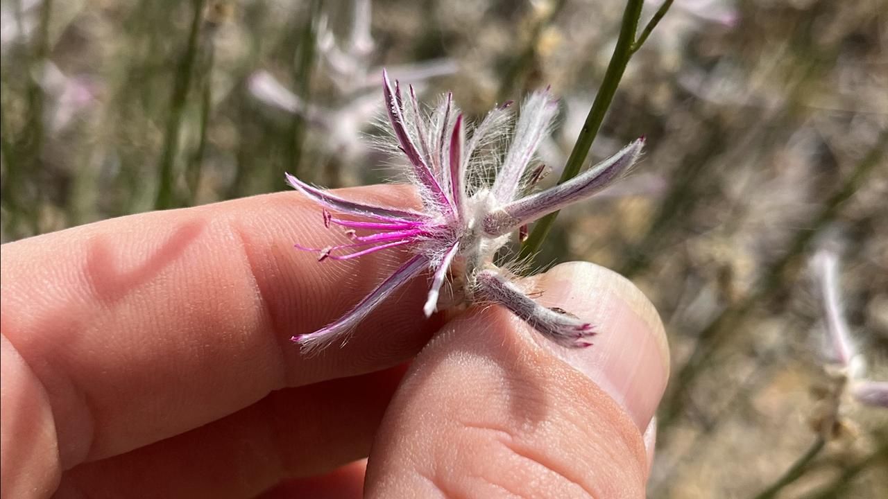 Citizen scientist discovers 'extinct' native plant