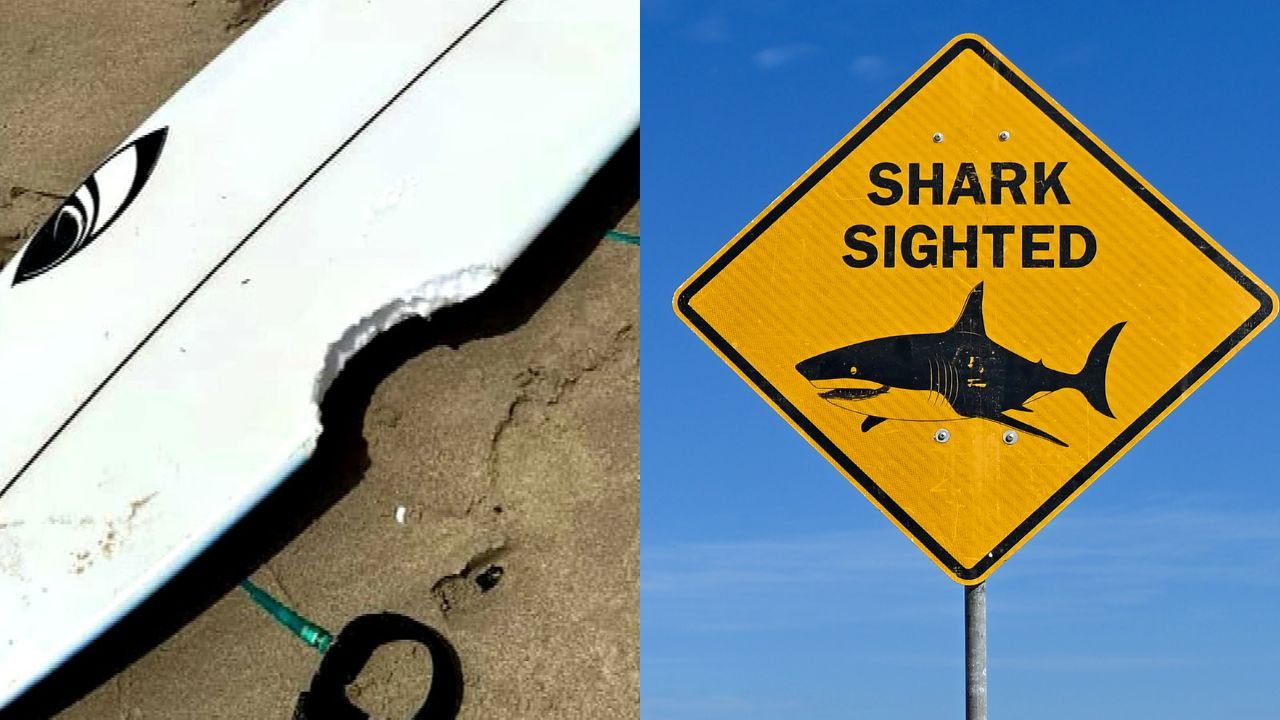 What’s Behind The Spate Of Shark Attacks In NSW And…