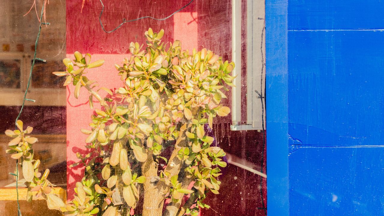 I photographed my own neighborhood as if I had just…