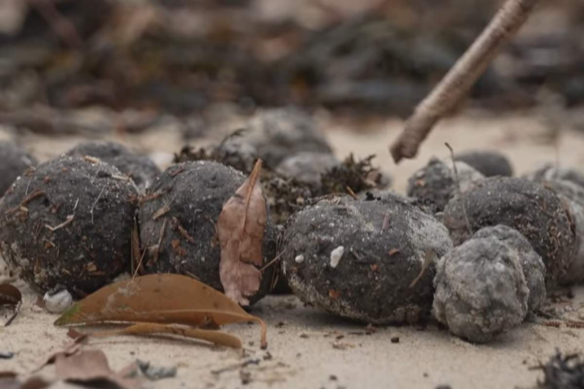 Foul ‘poo balls’ wash up on Australian beaches amid…