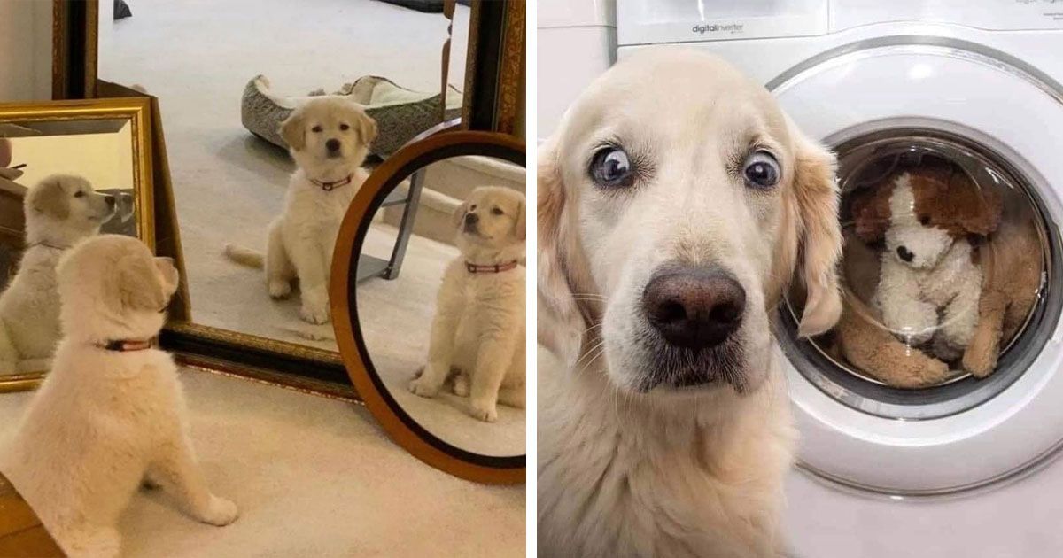 40 Funny And Cute Dog Photos That Might Make You Smile…