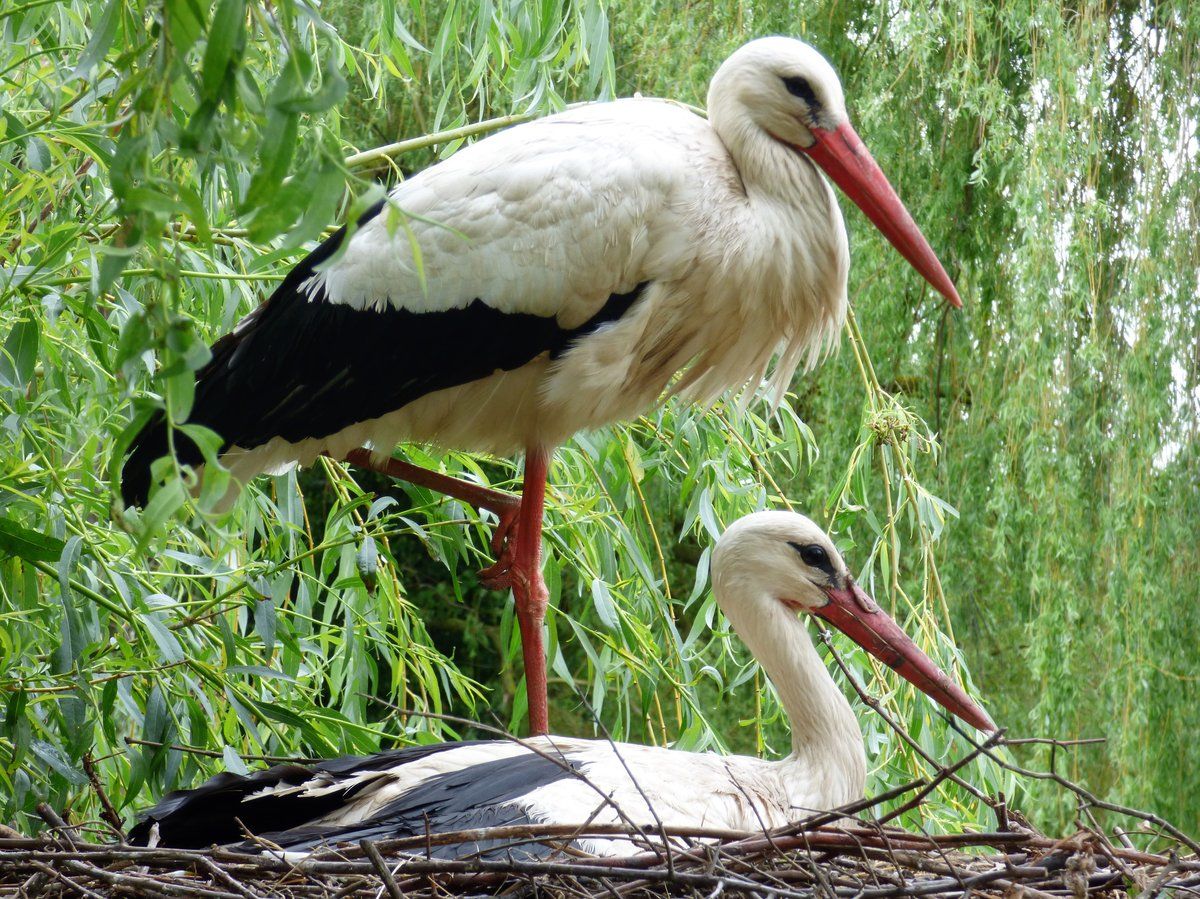 Its official, storks are returning to London for the…