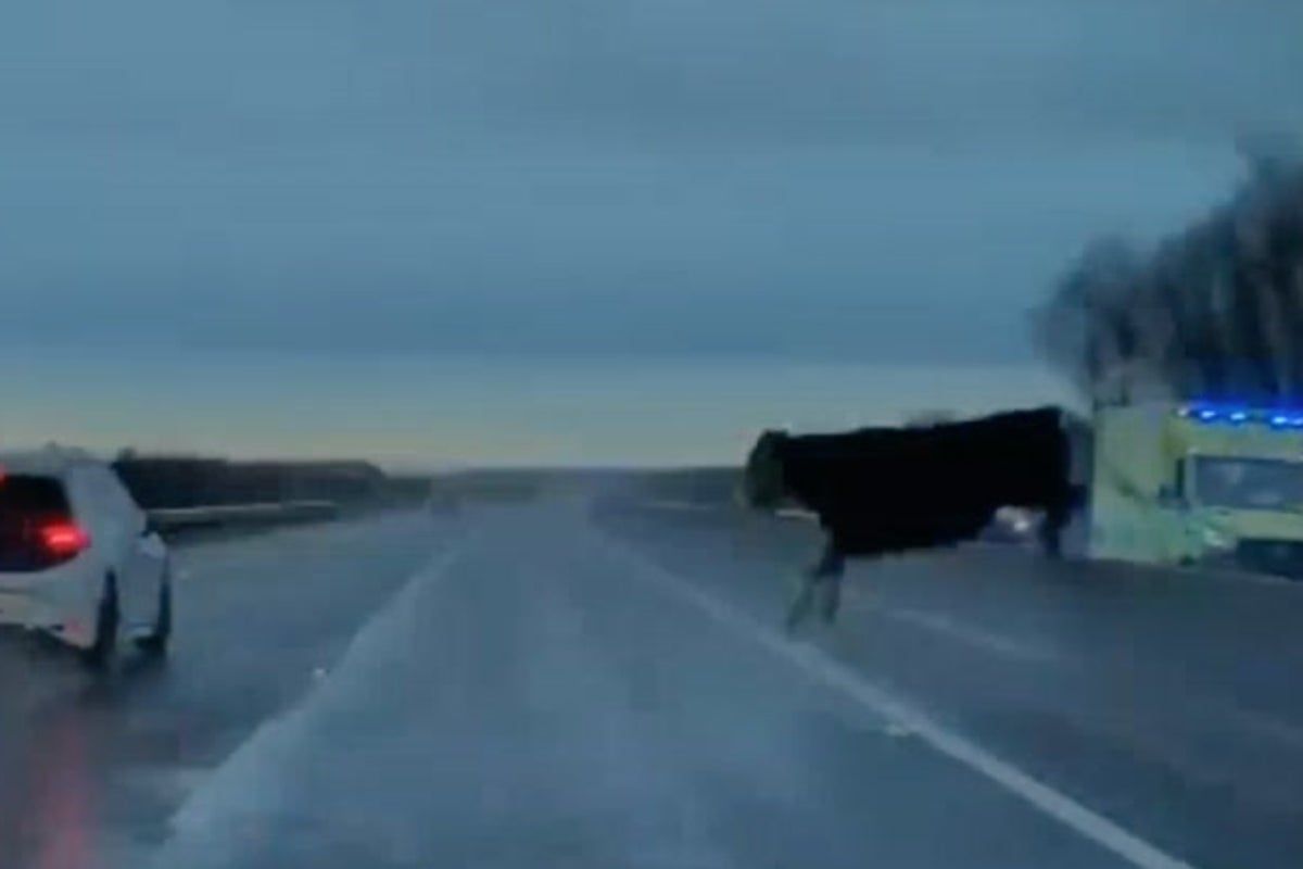 Watch cow jump over motorway barrier as driver has…
