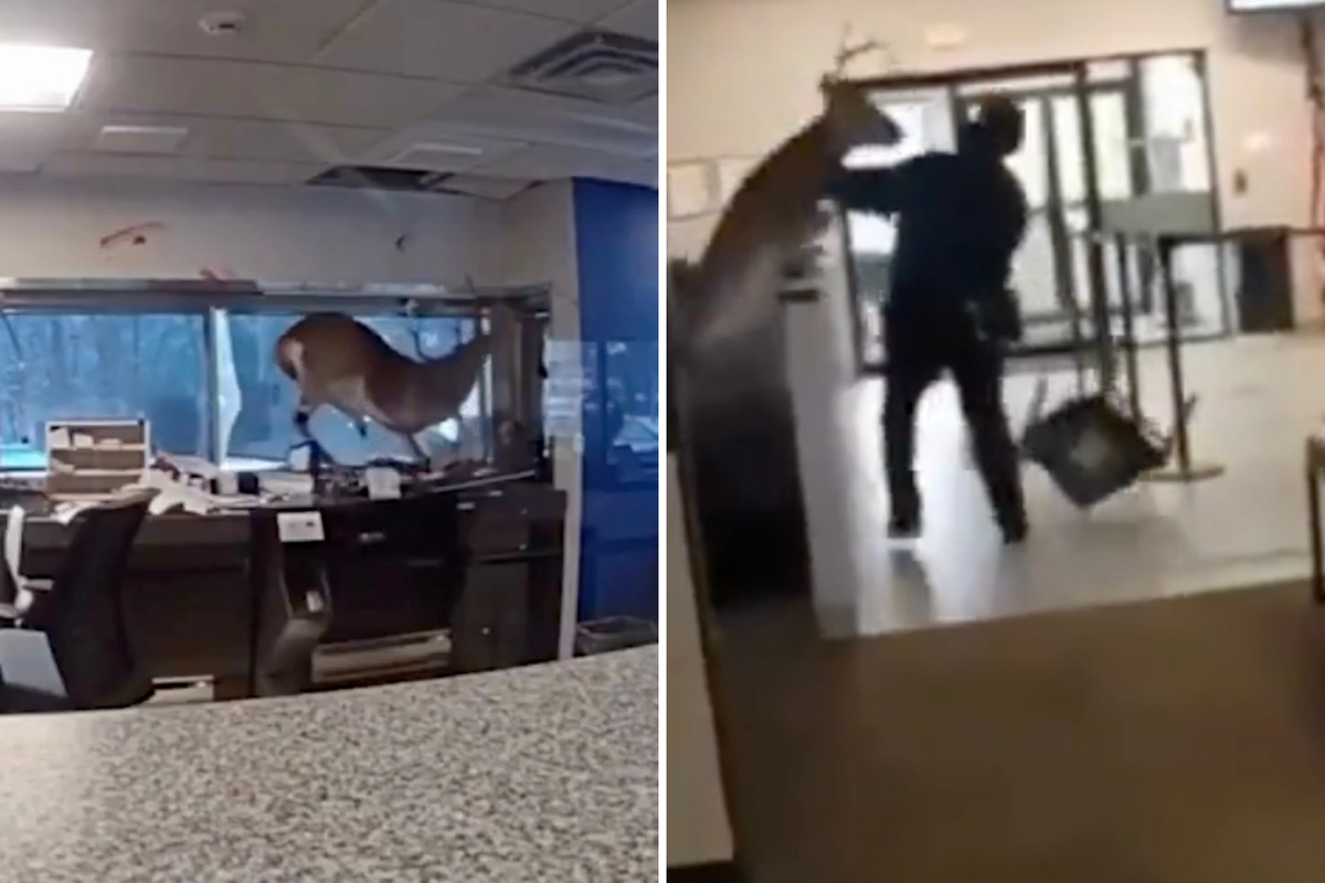 Deer causes chaos after crashing through bank window…