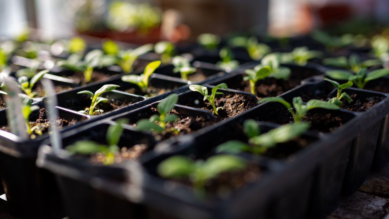 How to Cover Seeds to Boost Germination – and Which…
