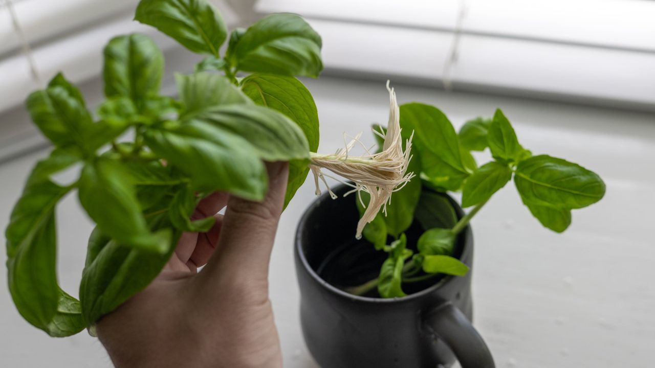 You Don’t Need Soil to Regrow Store-Bought Basil