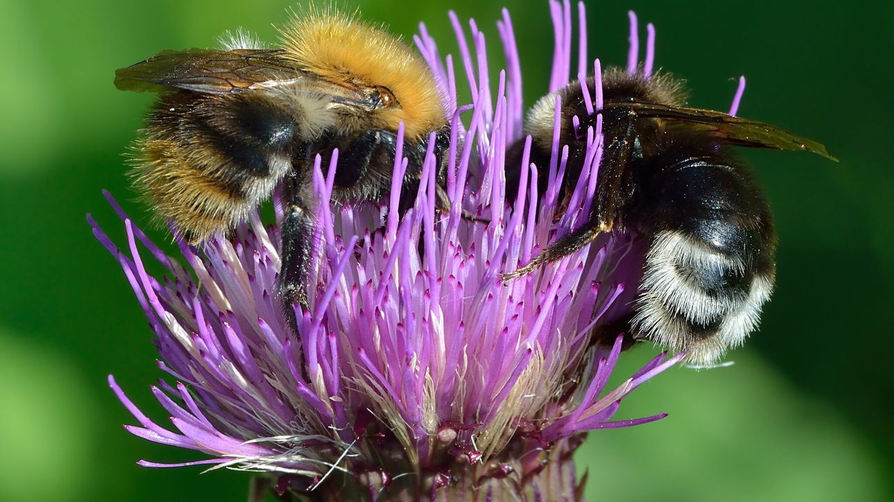 Can we use bees as a model of intelligent alien life…