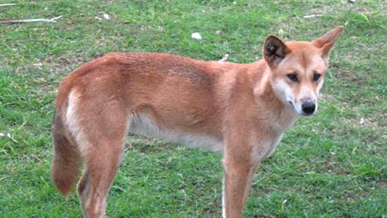 Wild dingoes to be euthanised after teen's island death