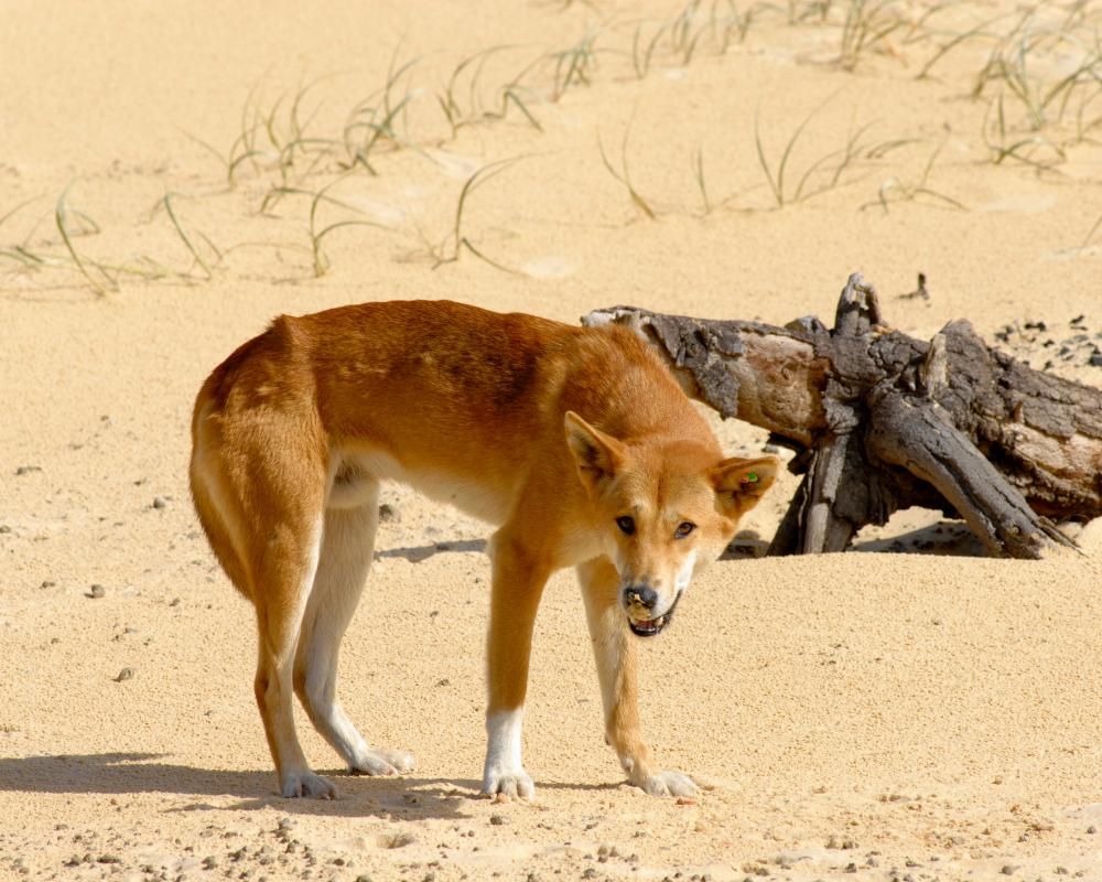Killing of K’gari dingoes in wake of backpacker’s…