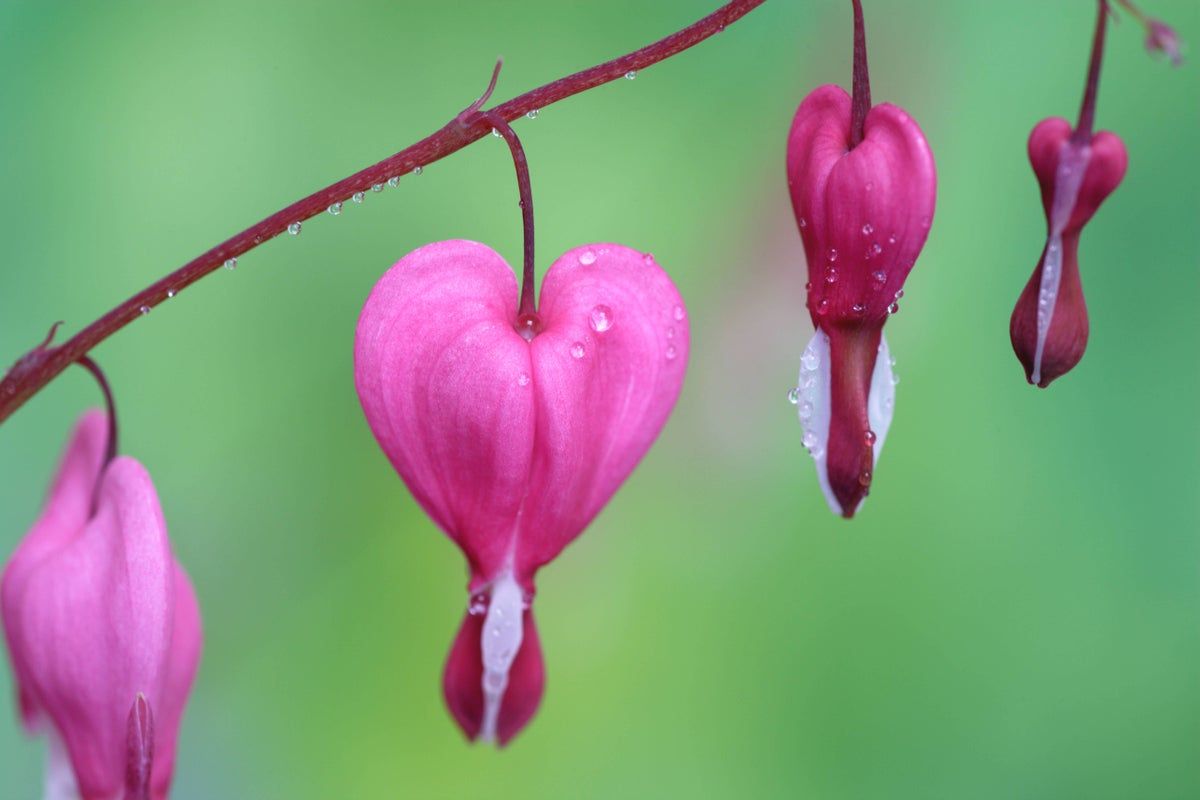 Heart-shaped flowers and foliage to mark the season of…